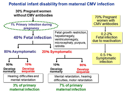 New method for predicting congenital CMV infection during the prenatal ...